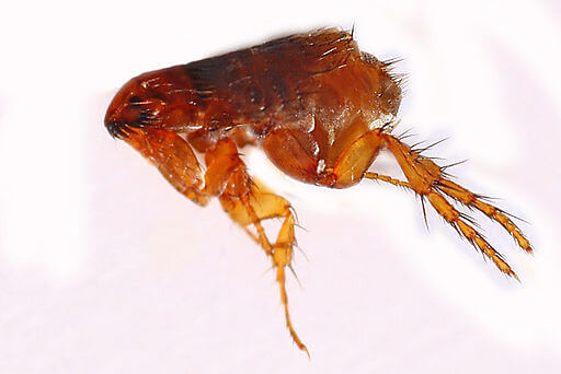 katzenfloh-mikroskop - Gek-ko Kammerjäger Express Berlin